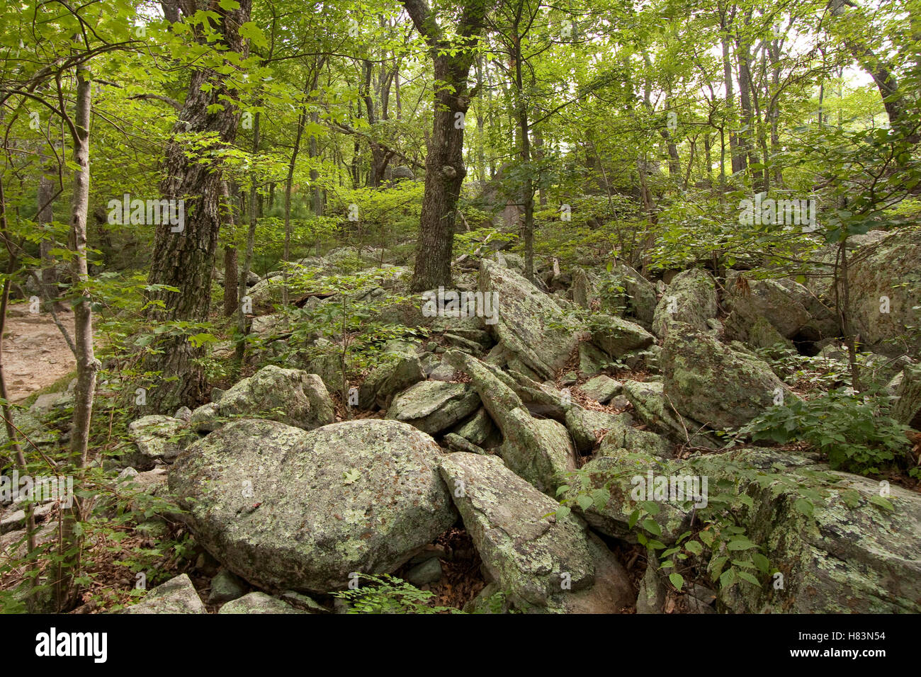 Granite rocks in forest, Fort Mountain State Park, Chattahoochee-Oconee ...