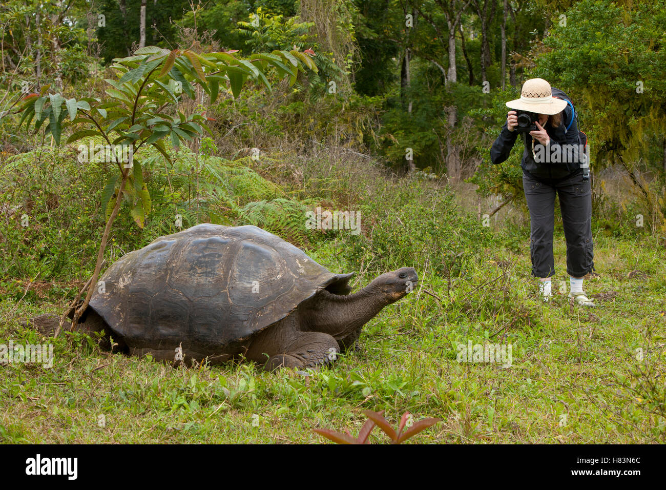 Galapagos Giant Tortoise (Chelonoidis nigra) photographed by tourist ...