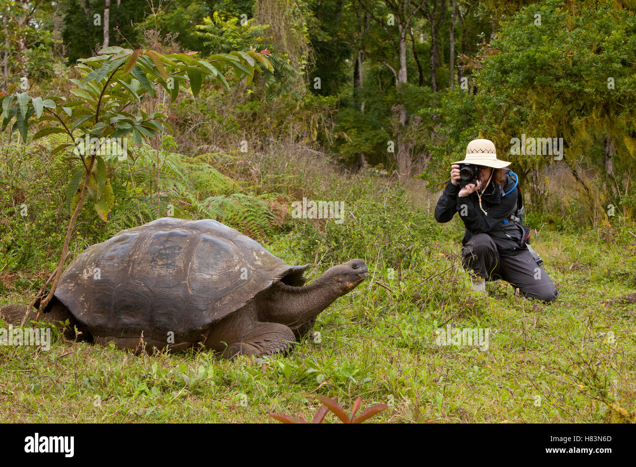 Galapagos Giant Tortoise (Chelonoidis nigra) photographed by tourist ...