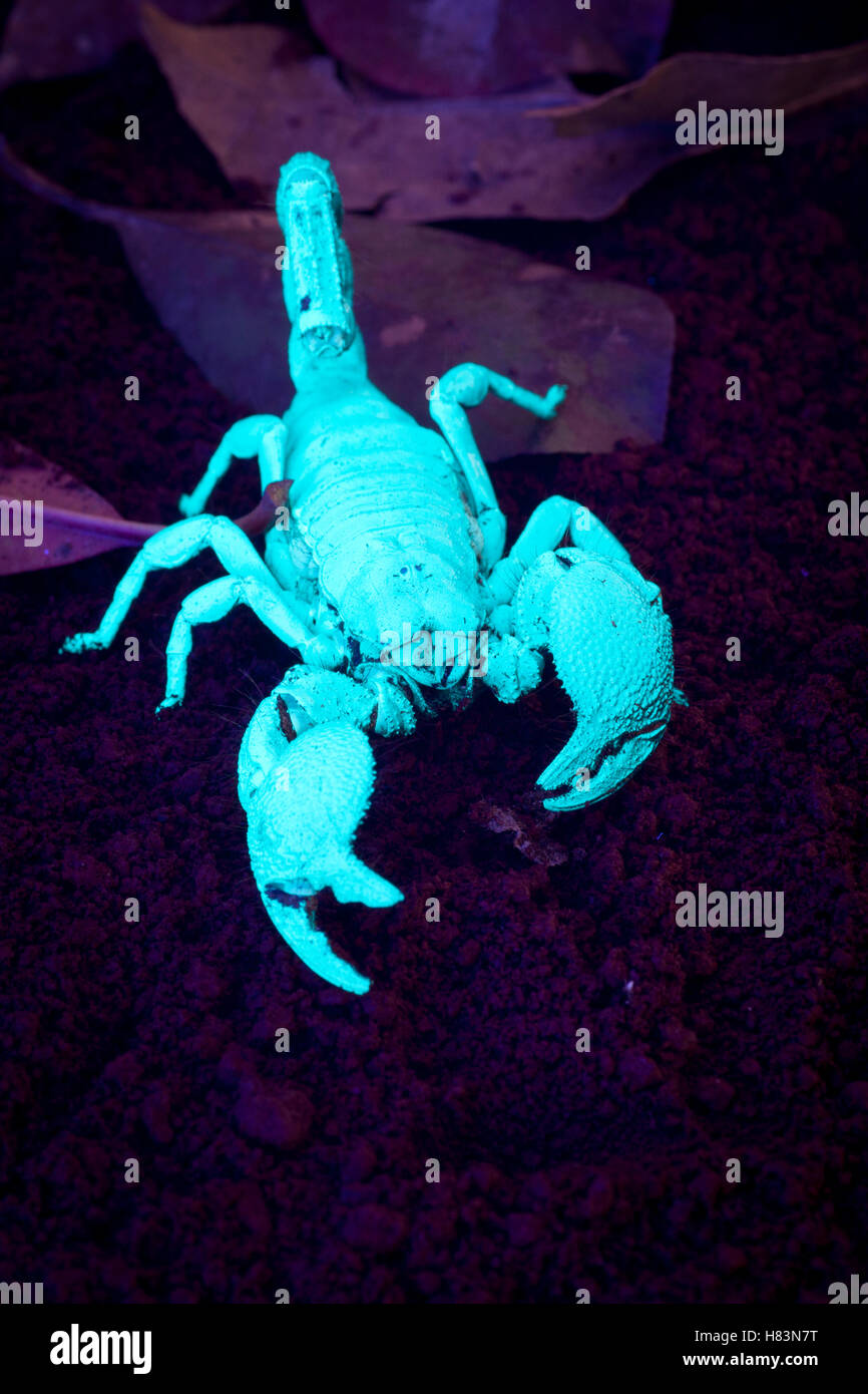 Emperor Scorpion (Pandinus imperator) under ultraviolet light, native ...