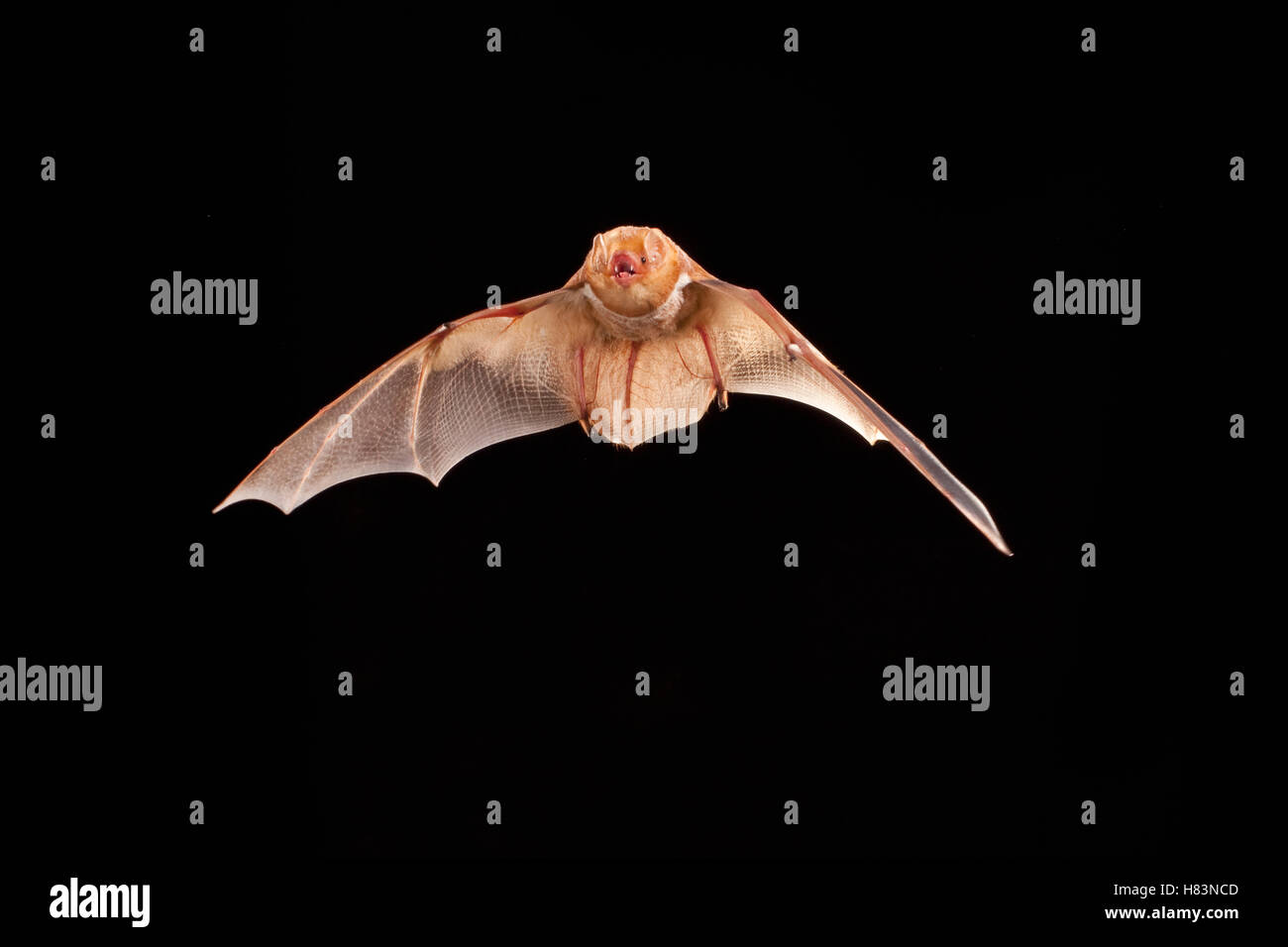 Eastern Red Bat (Lasiurus borealis) juvenile male flying, Conasauga ...