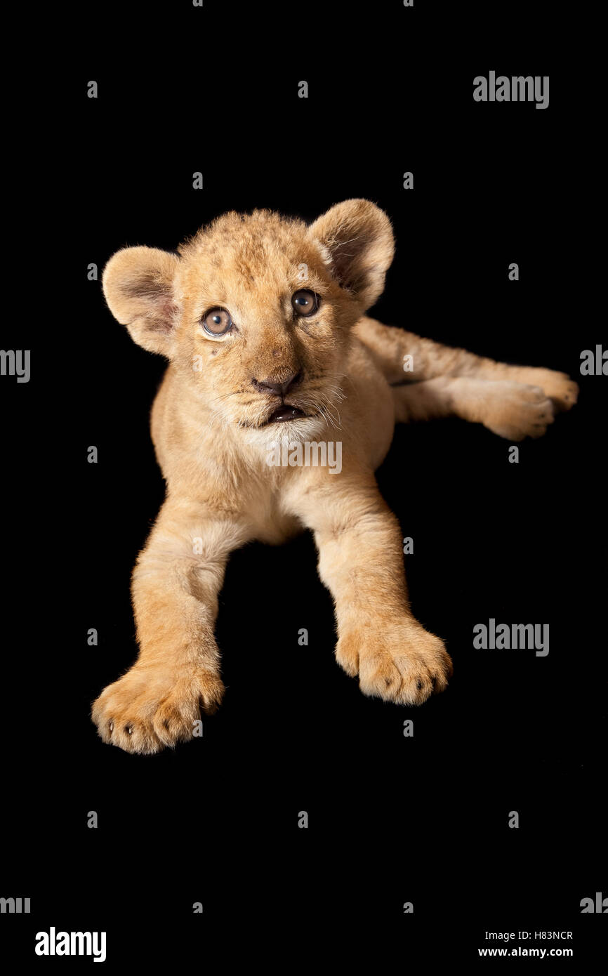 African Lion (Panthera leo) two month old cub, Chipangali Wildlife ...