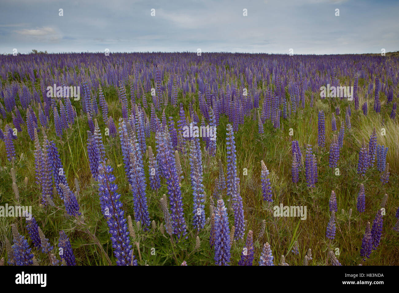 Velvet Lupine (Lupinus leucophyllus) flowering in prairie near Condon ...
