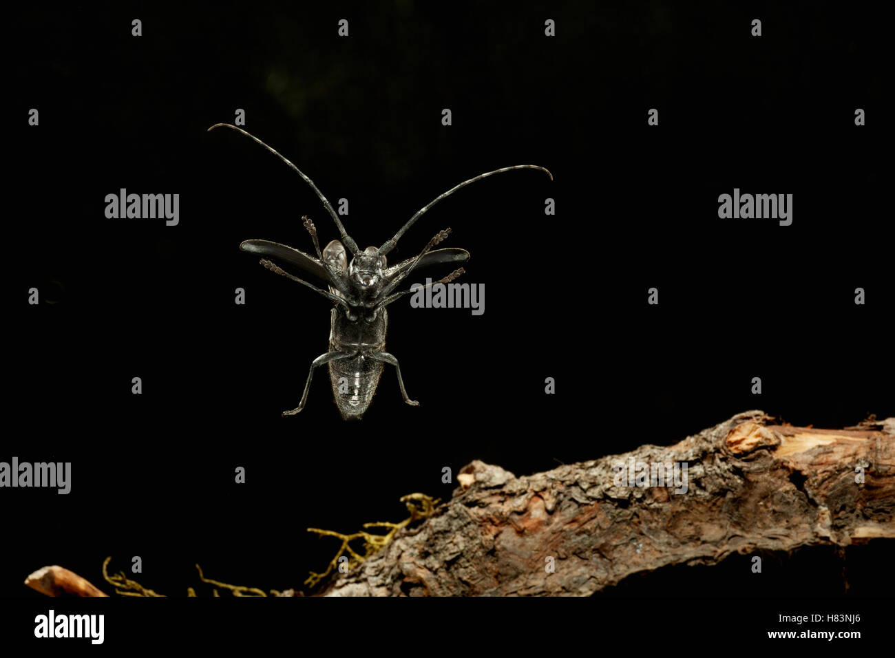 Longhorn Beetle (Ergates spiculatus) flying at night, Mount Hood ...