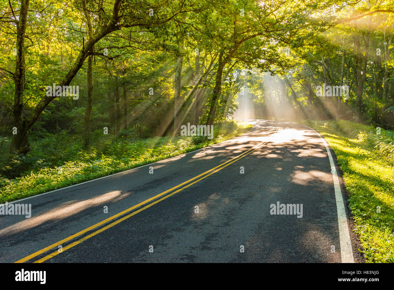 Pavement through forest hi-res stock photography and images - Alamy
