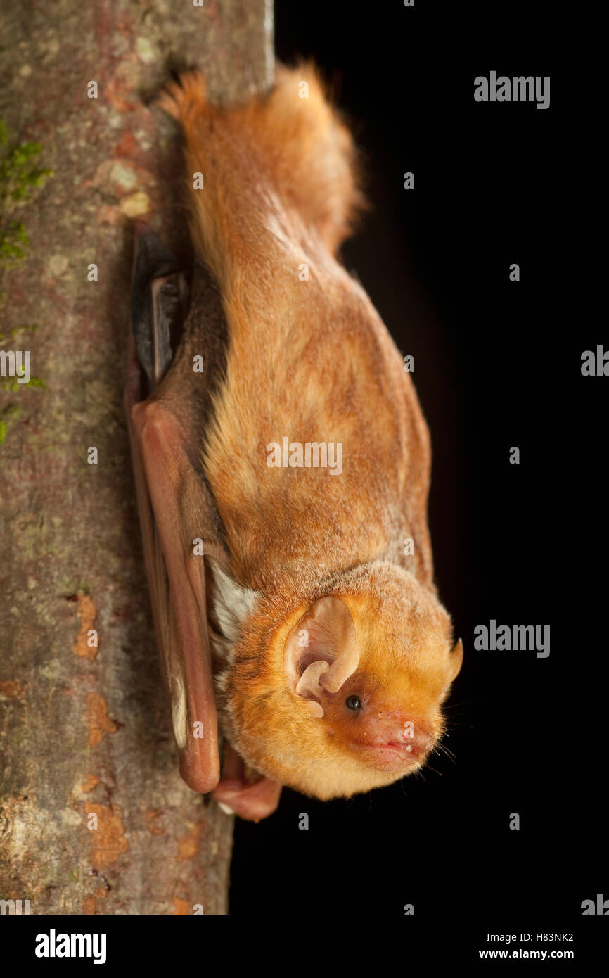 Eastern Red Bat (Lasiurus borealis) male roosting, Conasauga River ...