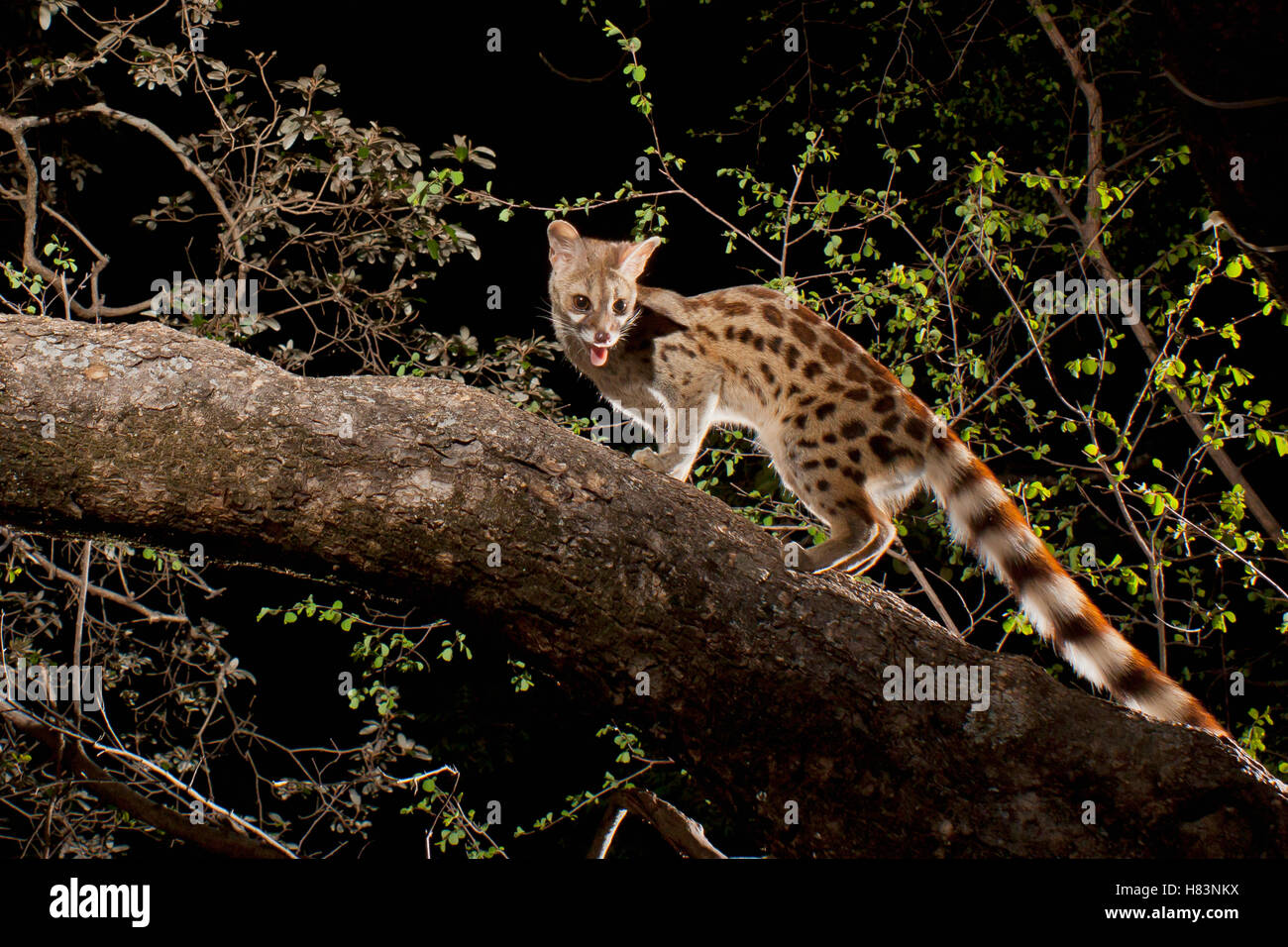 Panther Genet (Genetta maculata) climbing in tree at night, Matobo ...