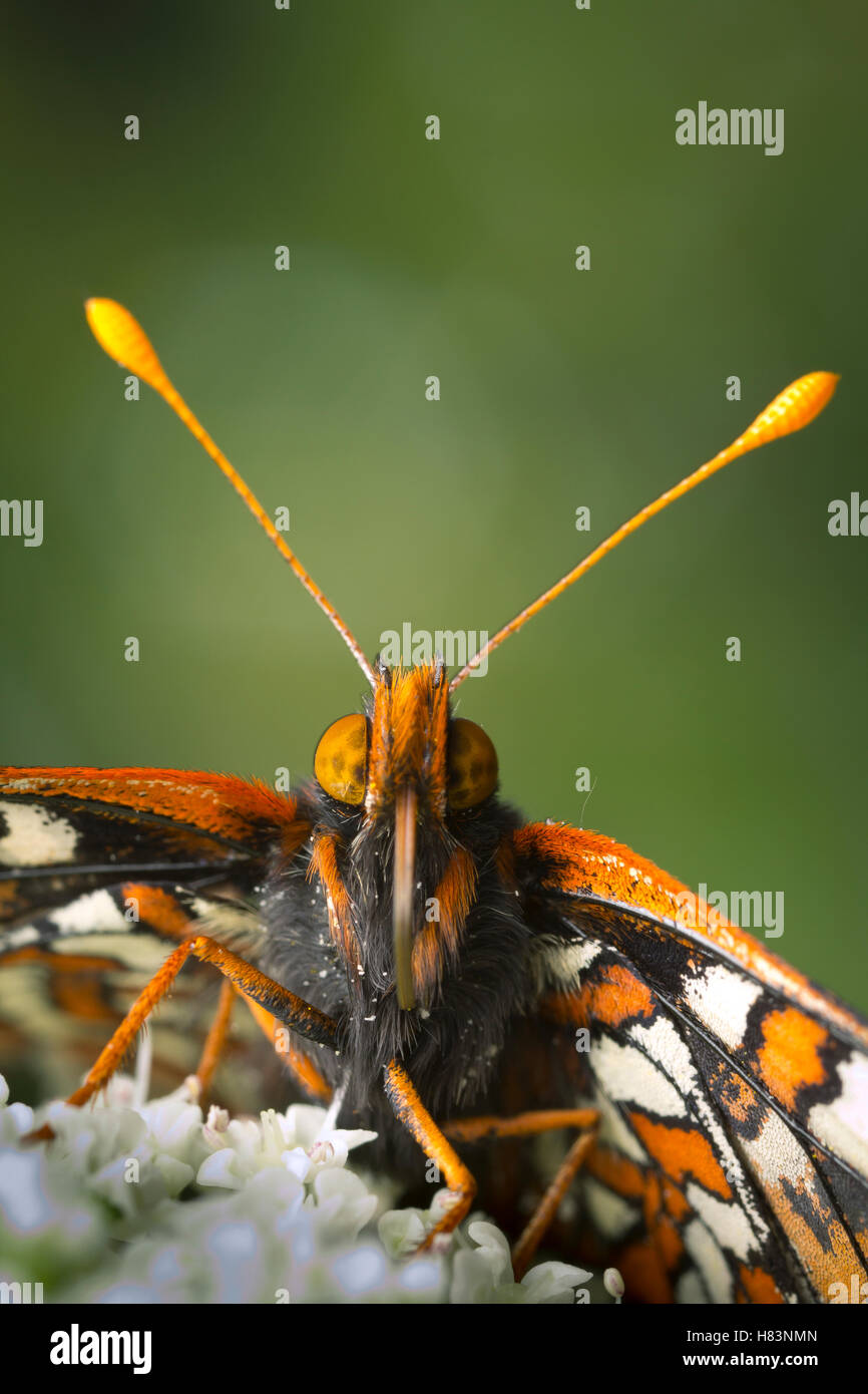 Taylor's Checkerspot (Euphydryas editha taylori), Willamette Valley ...
