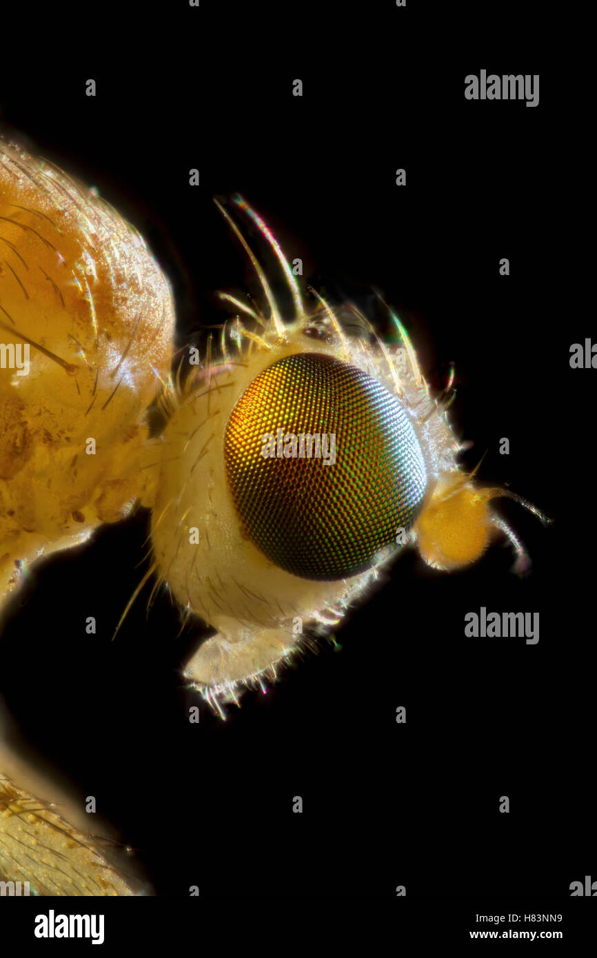 Miniature fly, western Oregon Stock Photo - Alamy