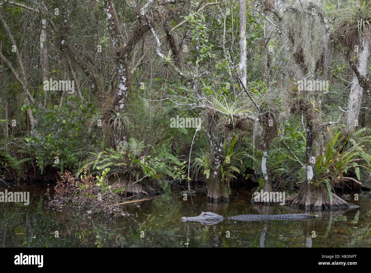 American Alligator (Alligator mississippiensis) in swamp, Everglades ...