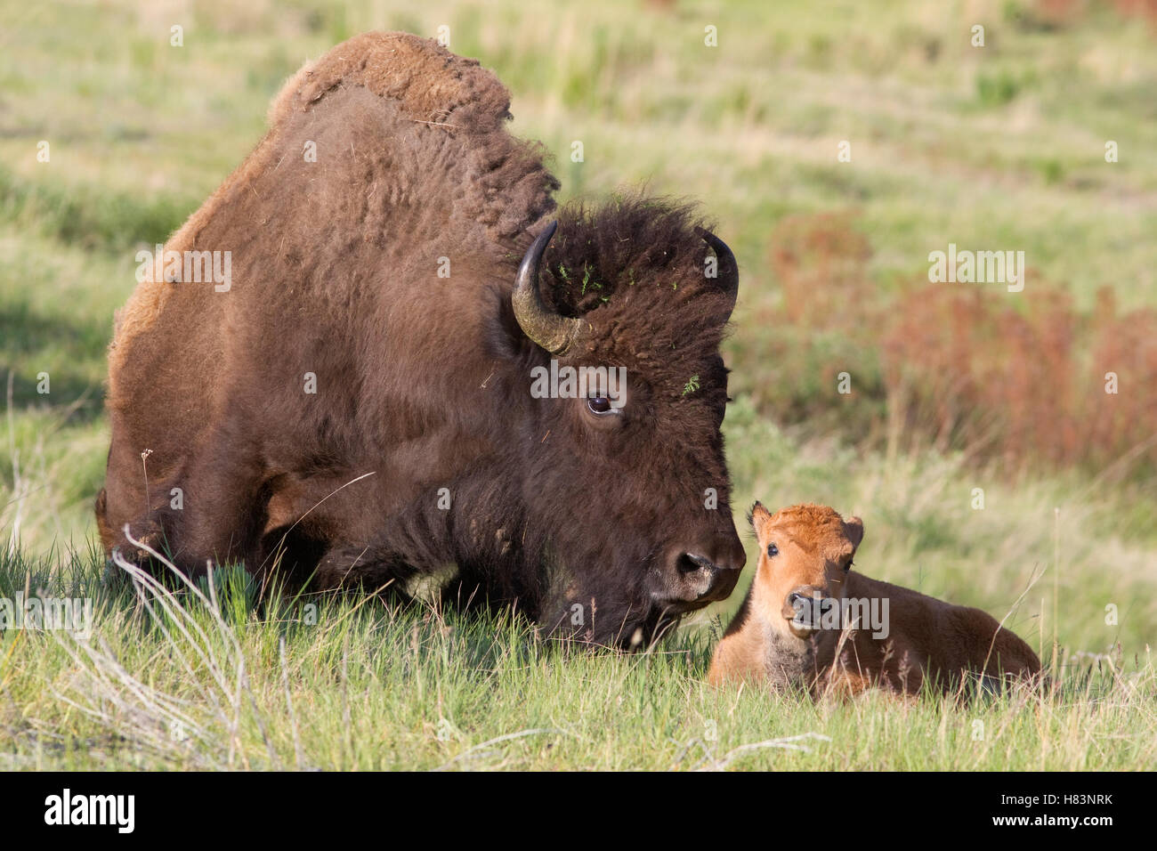 American Bison (Bison bison) mother and calf, western Montana Stock ...