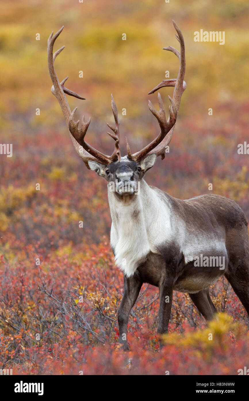 Caribou (Rangifer tarandus) bull, Denali National Park, Alaska Stock ...