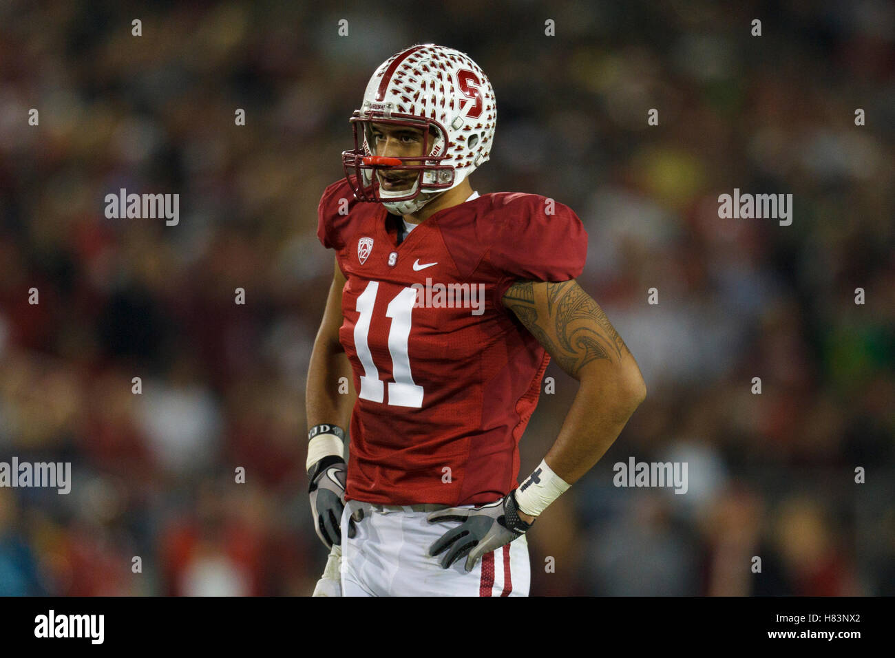 Nov 12, 2011; Stanford CA, USA; Stanford Cardinal tight end Levine ...