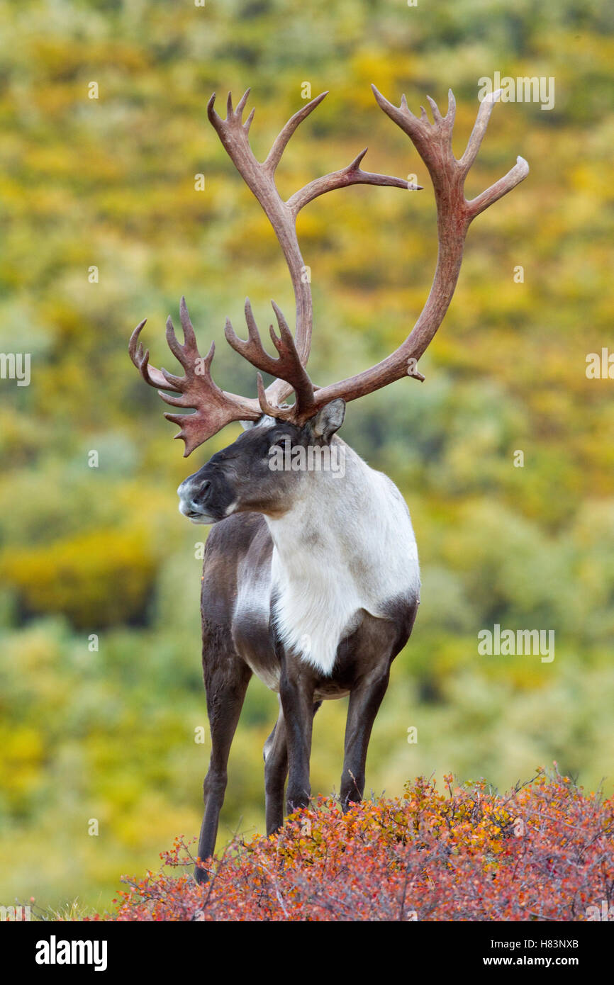 Caribou (Rangifer tarandus) bull, Denali National Park, Alaska Stock ...