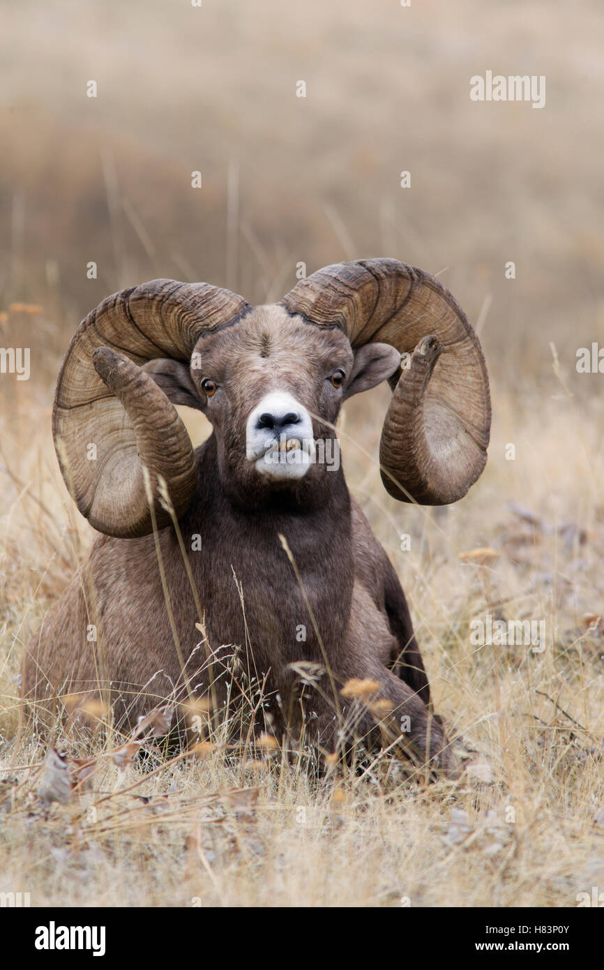 Bighorn Sheep (Ovis canadensis) ram showing teeth in defensive display ...