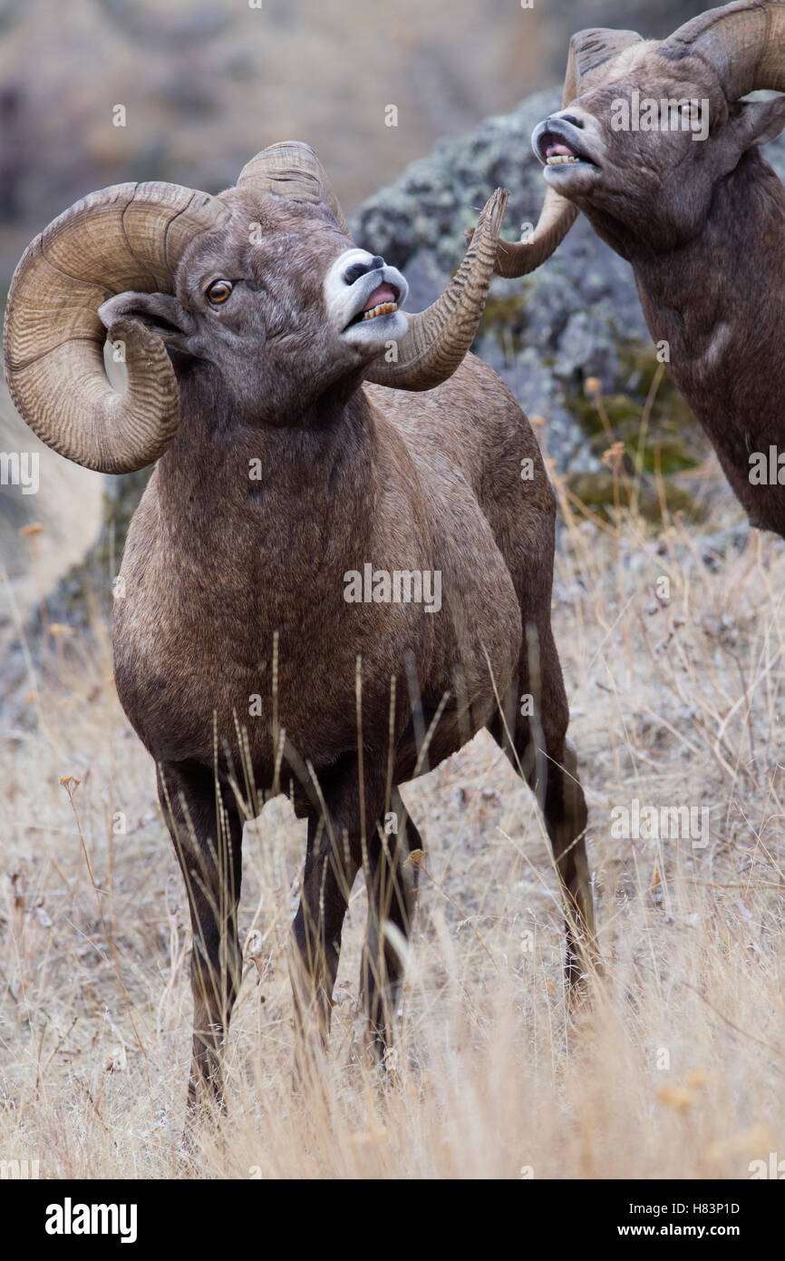 Bighorn Sheep (Ovis canadensis) rams showing teeth in defensive display ...