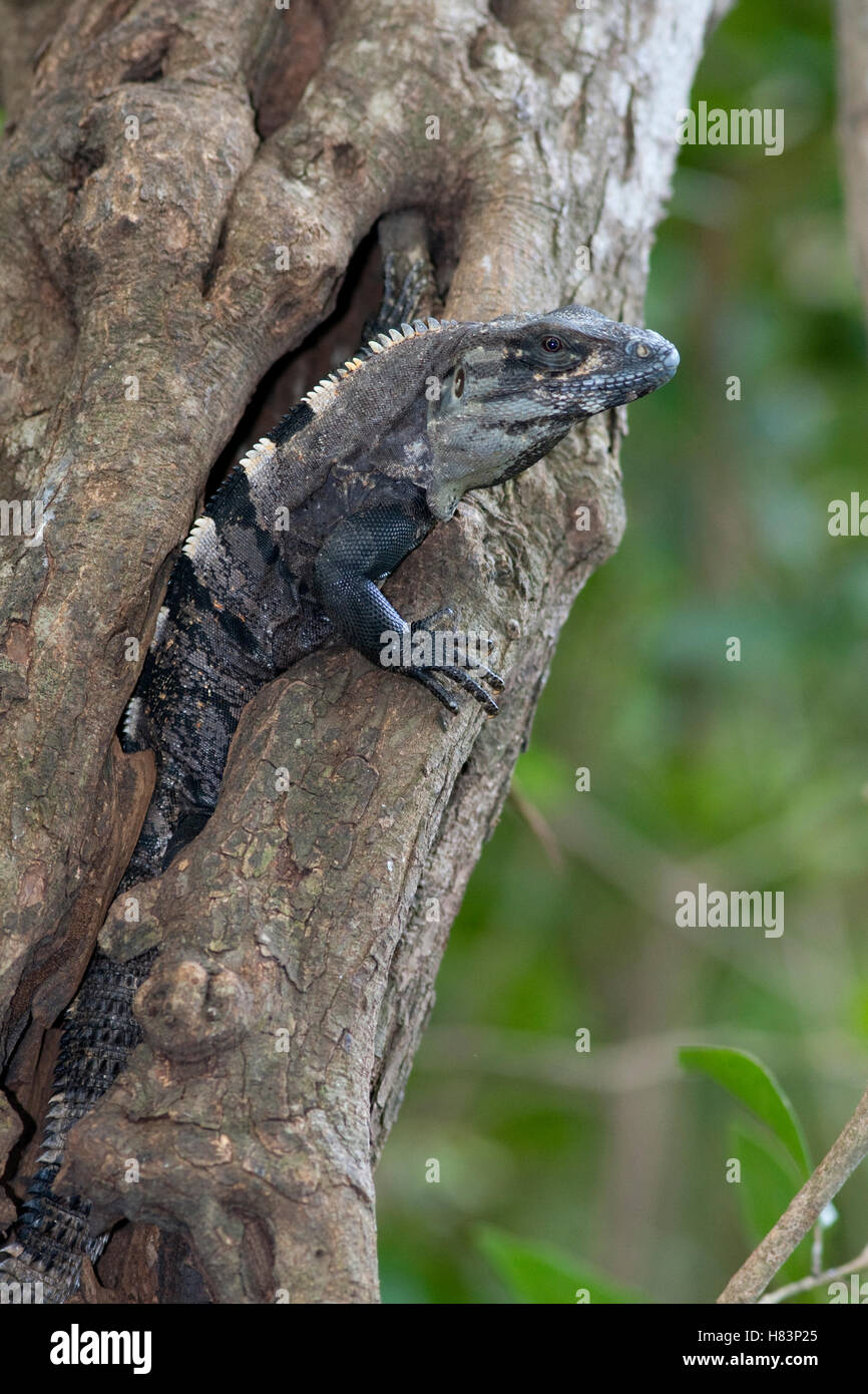 Black Spiny-tailed Iguana (Ctenosaura similis) in tree, Yucatan ...