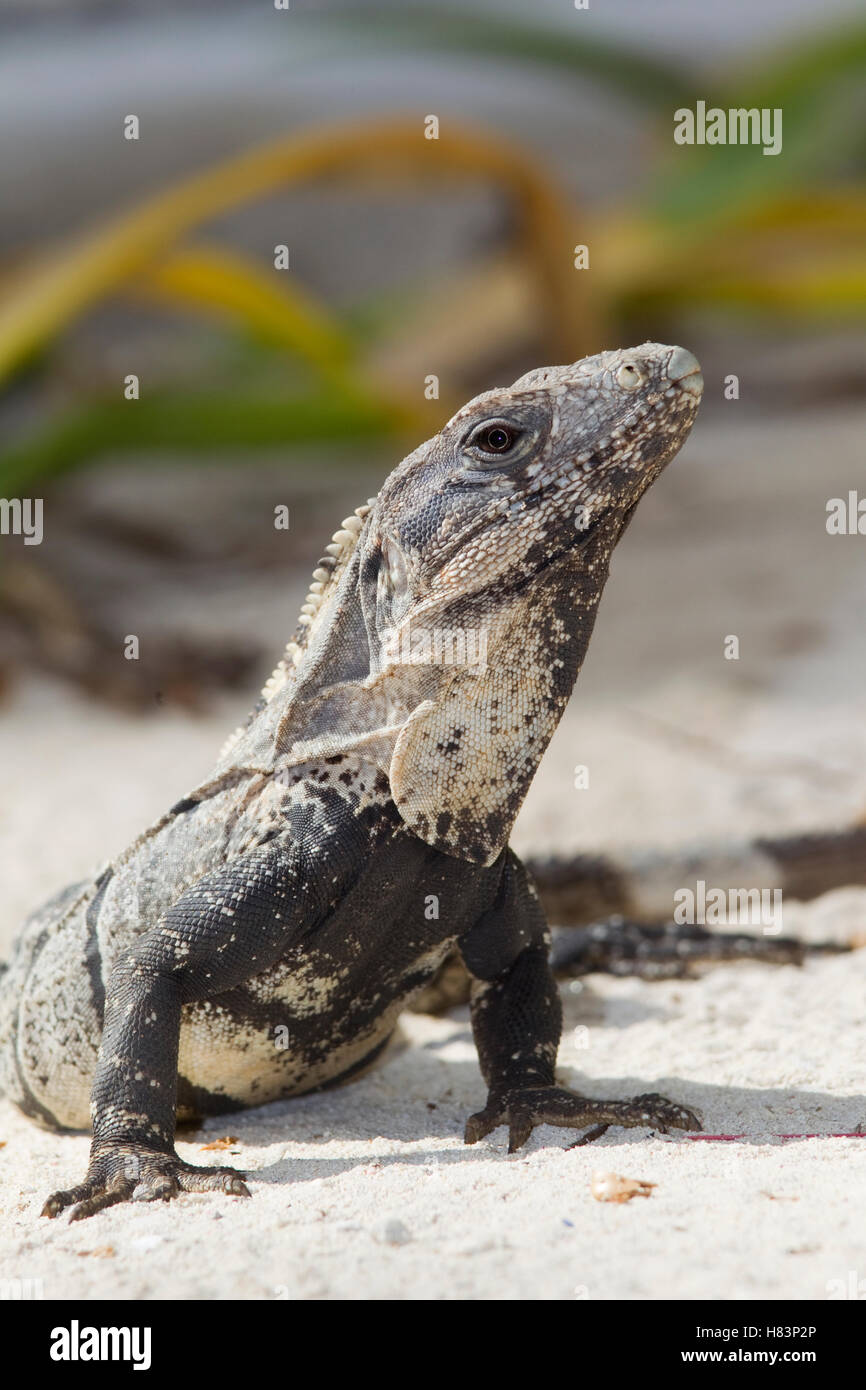 Black Spiny-tailed Iguana (Ctenosaura similis) in defensive posture ...