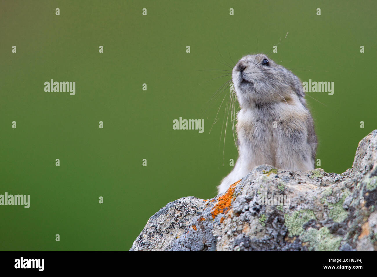 Collared Pika (Ochotona collaris) in defensive posture, Denali National ...