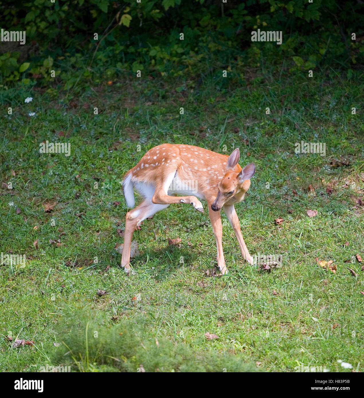 Whitetail deer fawn that is looking at its rear foot Stock Photo - Alamy