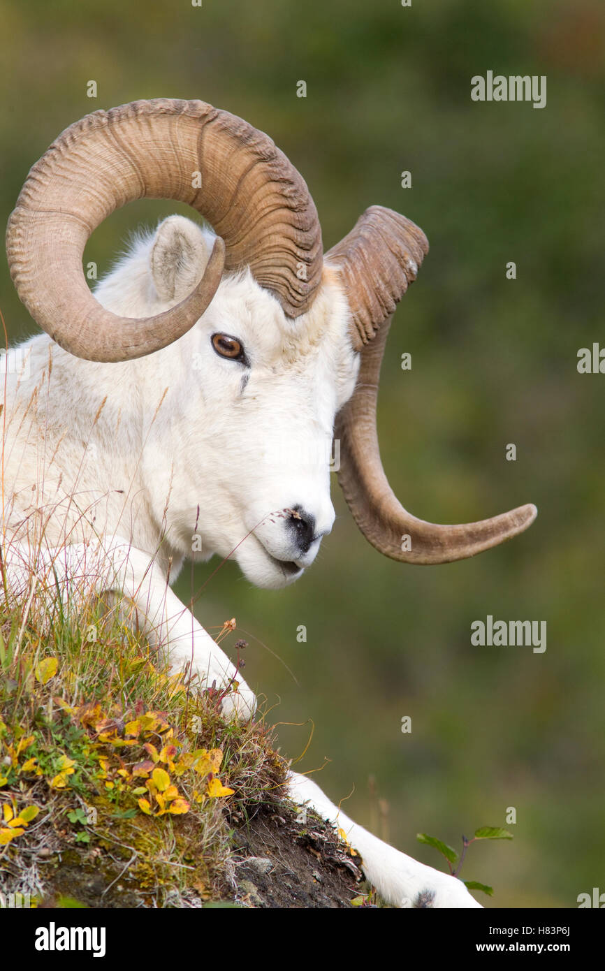 Dall's Sheep (Ovis dalli) ram, Denali National Park, Alaska Stock Photo - Alamy