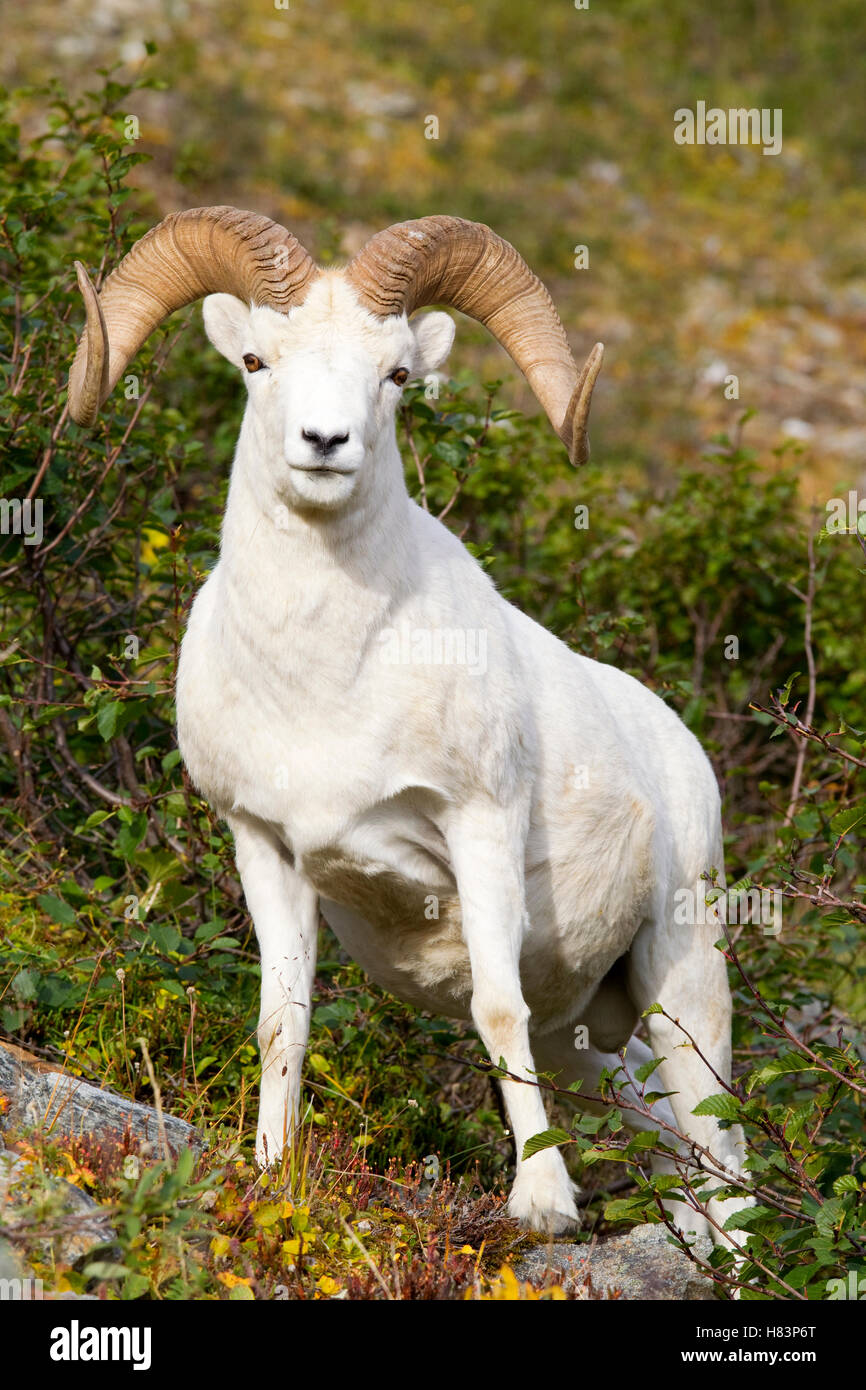 Dall's Sheep (Ovis dalli) ram, Denali National Park, Alaska Stock Photo ...