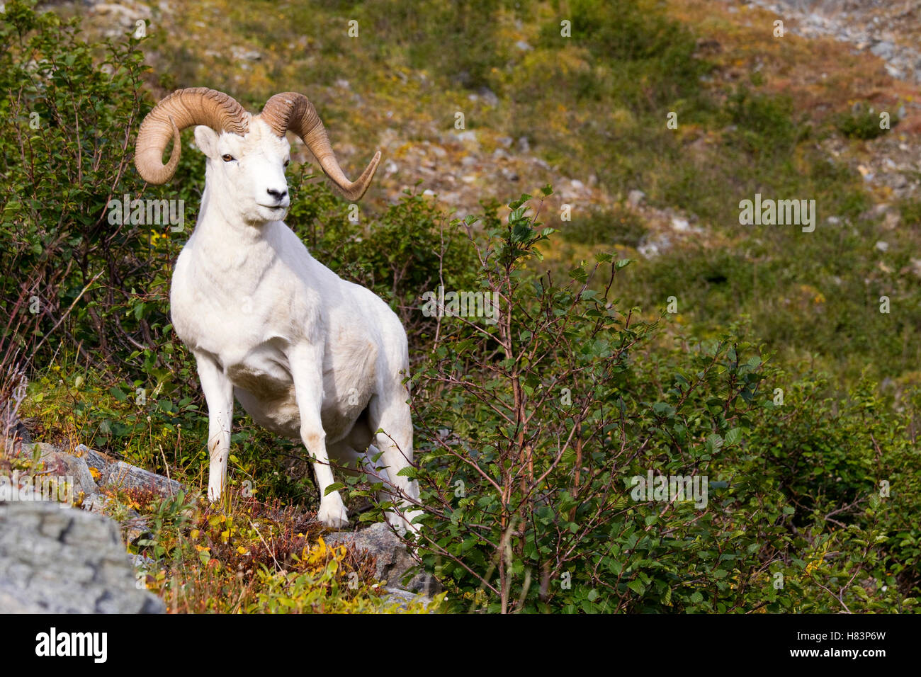 Dall's Sheep (Ovis dalli) ram, Denali National Park, Alaska Stock Photo - Alamy