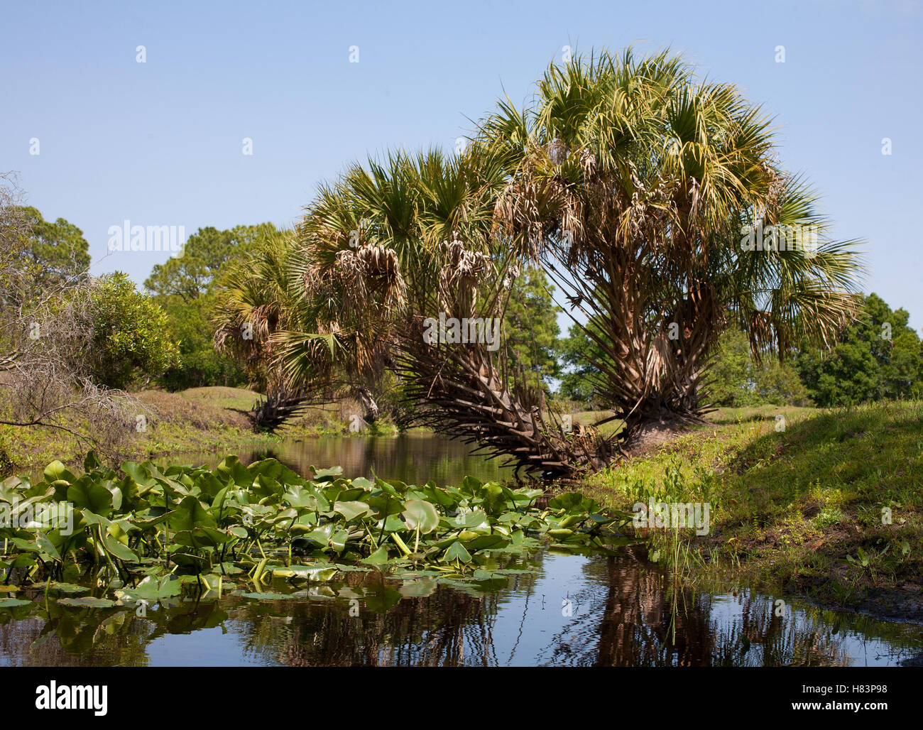 Plants trees near river hi-res stock photography and images - Alamy