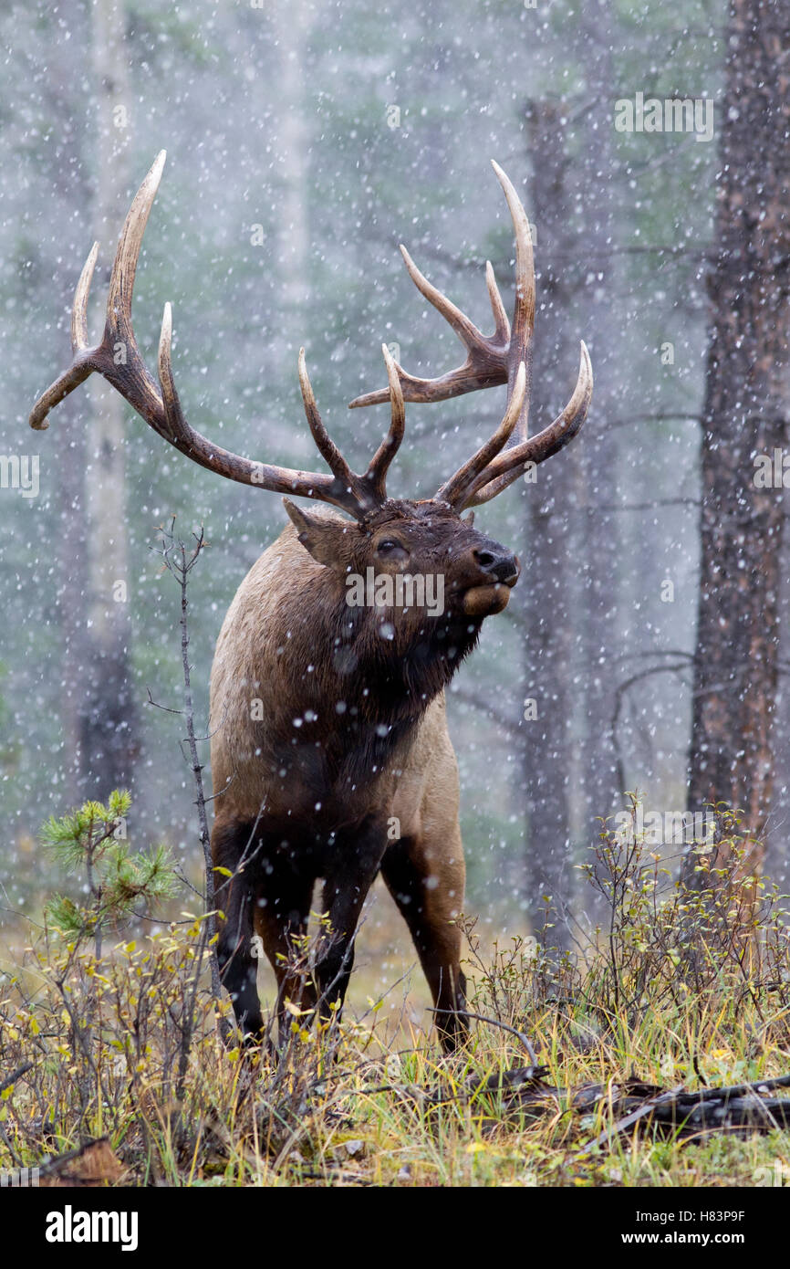 Elk (Cervus elaphus) bull in defensive posture in fall snow storm ...