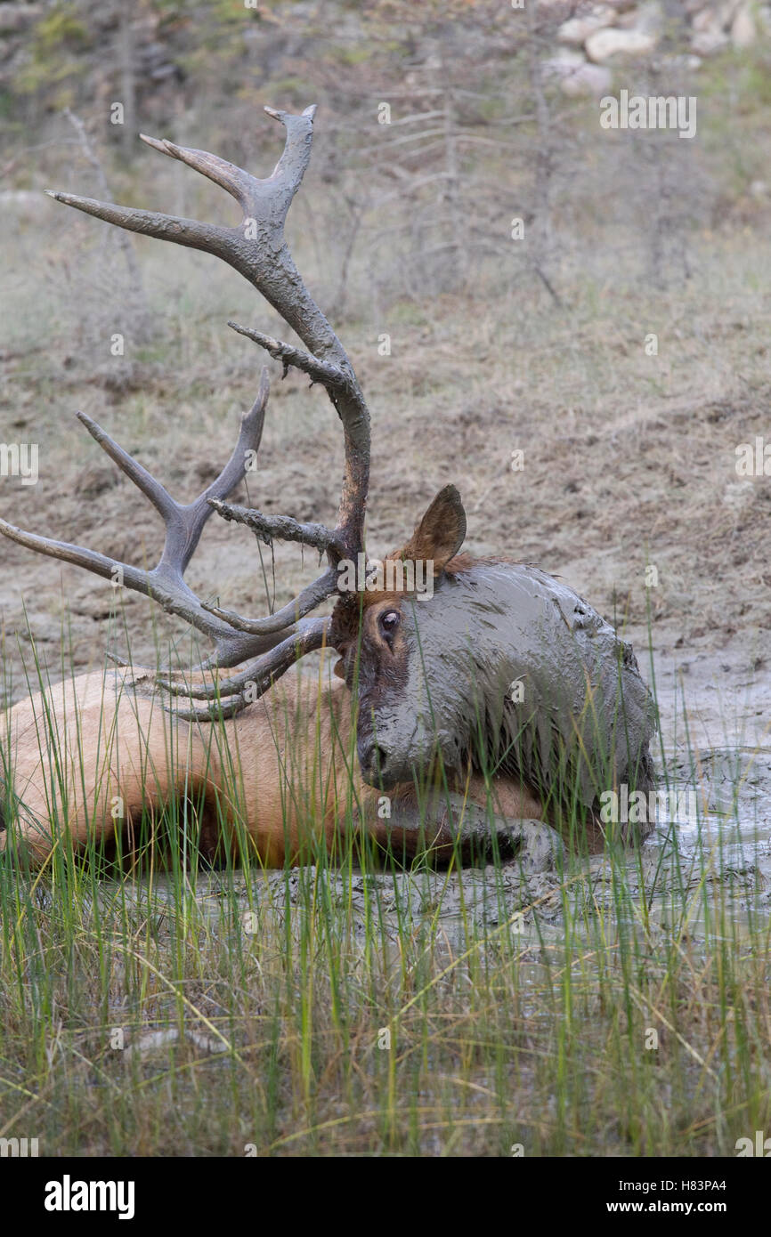 Elk (Cervus elaphus) bull scratching himself in wallow, nothern Rocky ...