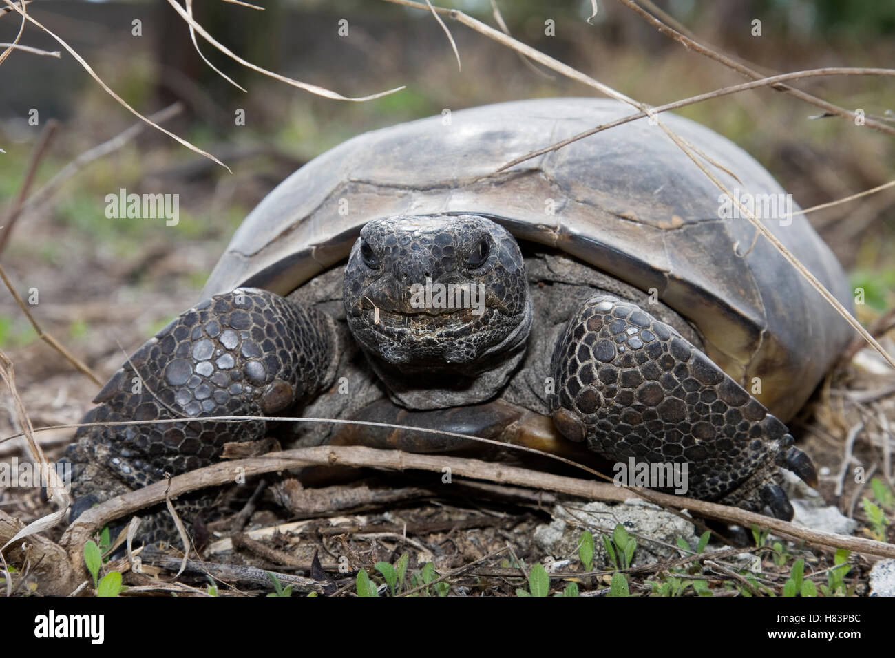 Florida Gopher Tortoise (Gopherus polyphemus), central Florida Stock ...