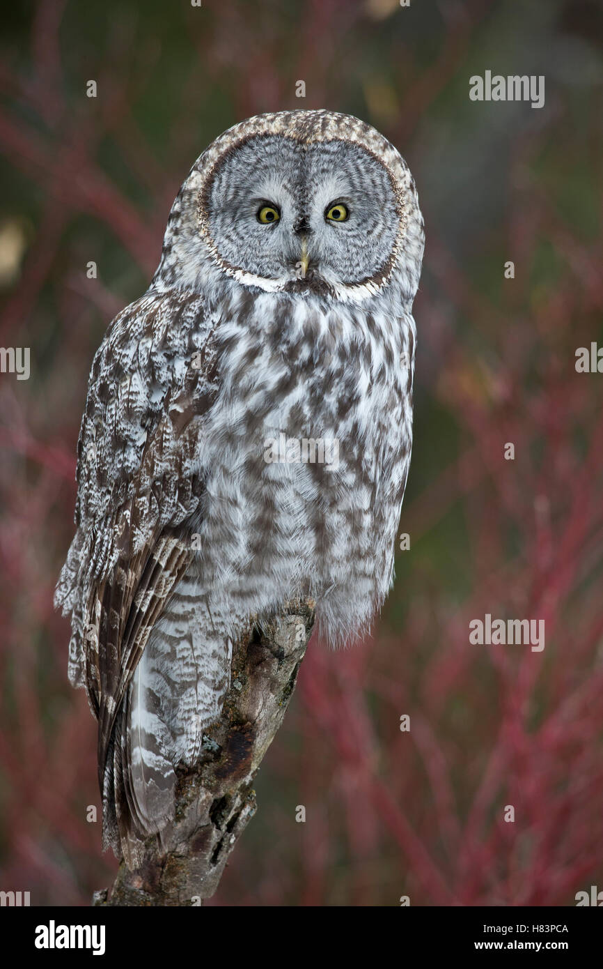 Great Gray Owl (Strix nebulosa), Yaak, Montana Stock Photo - Alamy