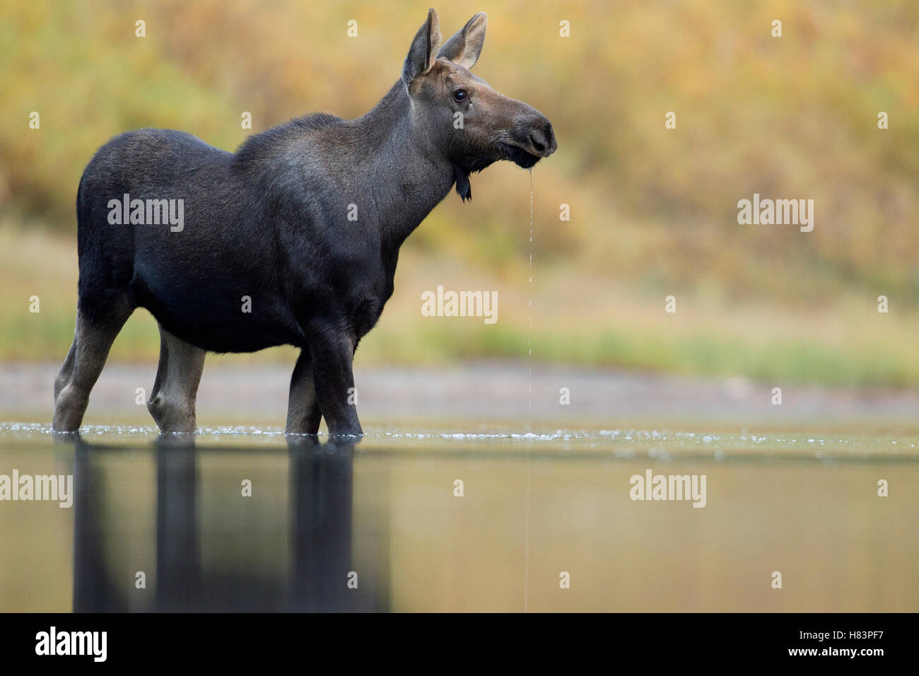 Moose (Alces alces shirasi) calf wading, northwest Montana Stock Photo ...
