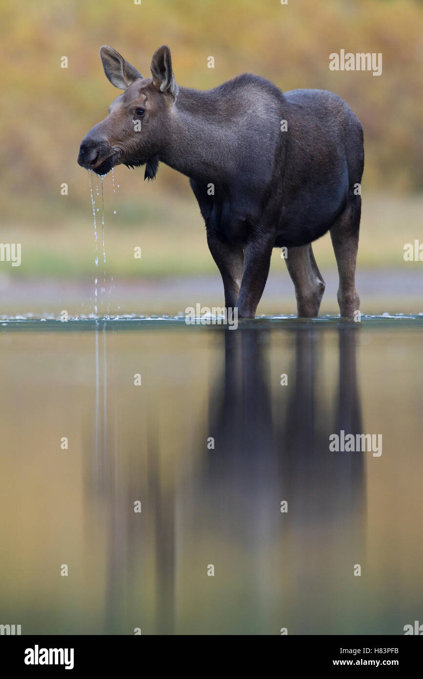 Moose (Alces alces shirasi) calf wading, northwest Montana Stock Photo ...