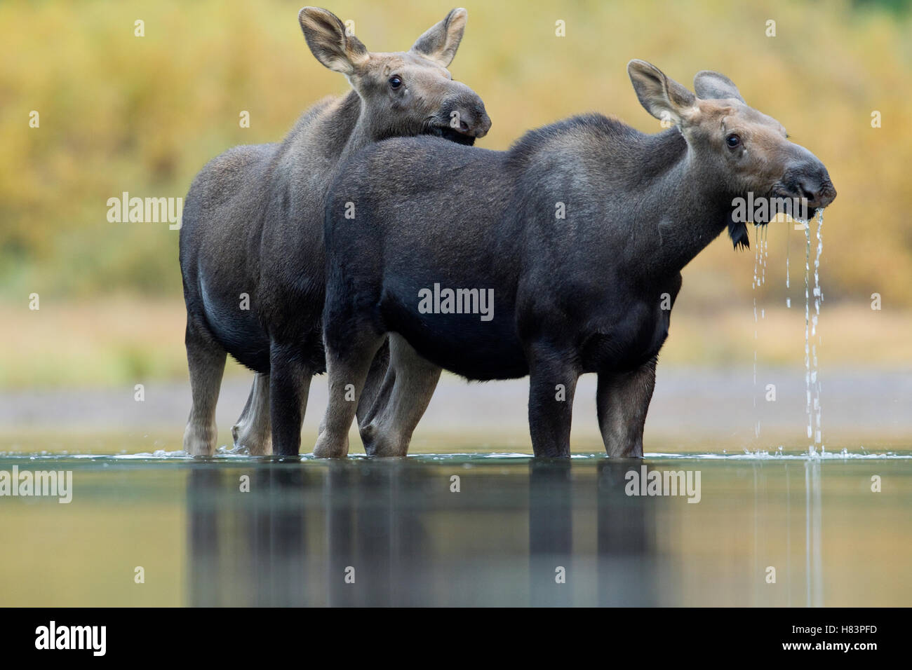 Moose (Alces alces shirasi) mother and calf in water, northwest Montana ...