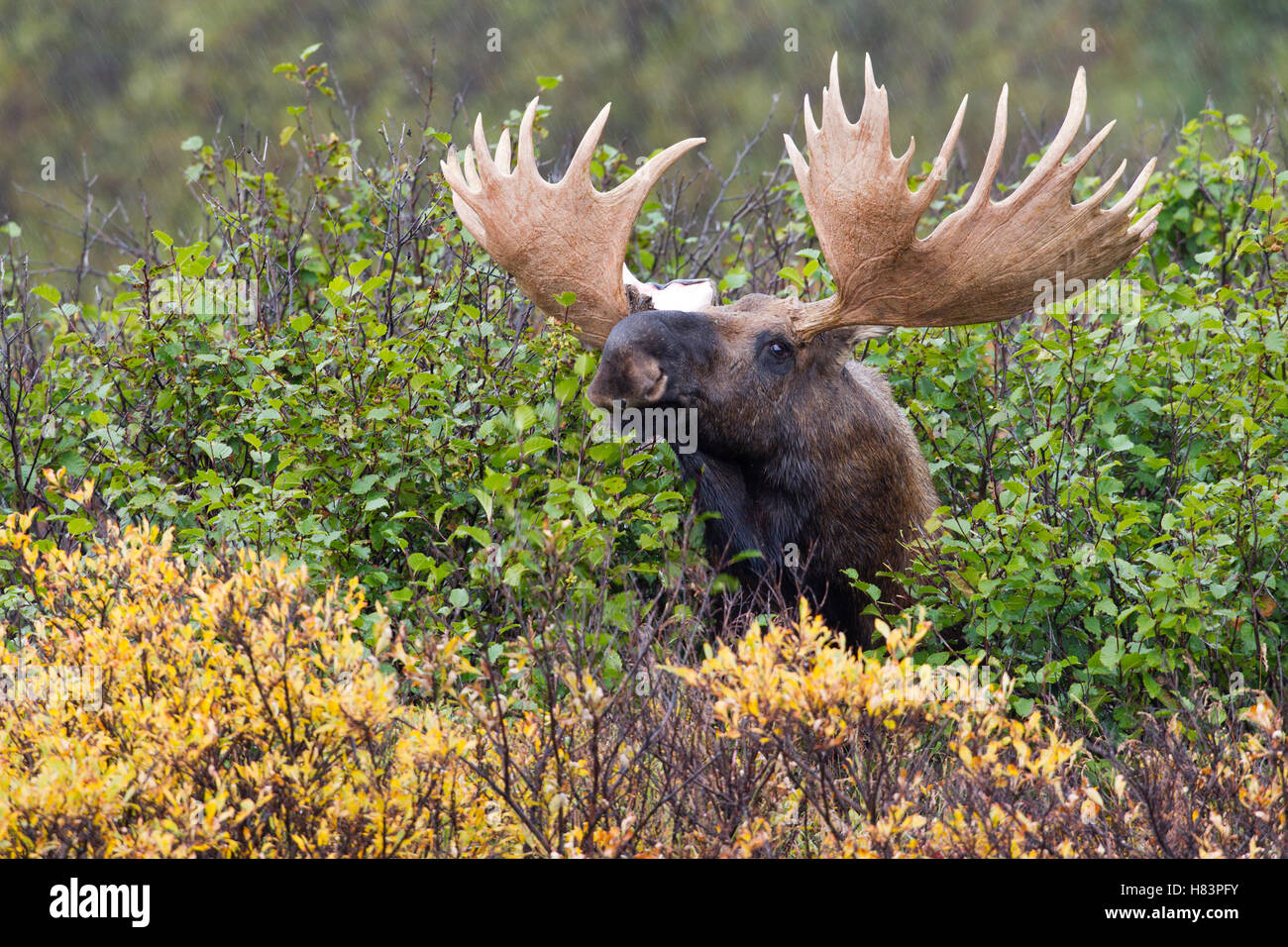 Alaska Moose (Alces alces gigas) bull in light rainfall, Denali ...