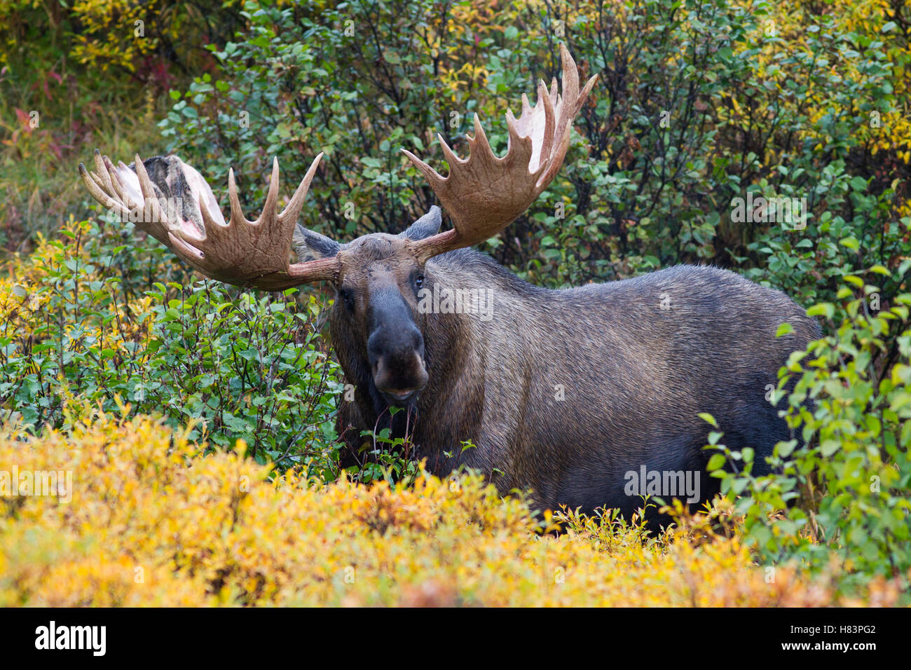Alaska Moose (Alces alces gigas) bull, Denali National Park, Alaska ...