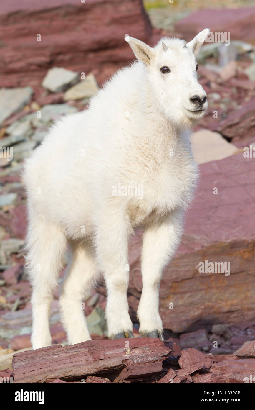 Mountain Goat (Oreamnos americanus) kid, Glacier National Park, Montana ...