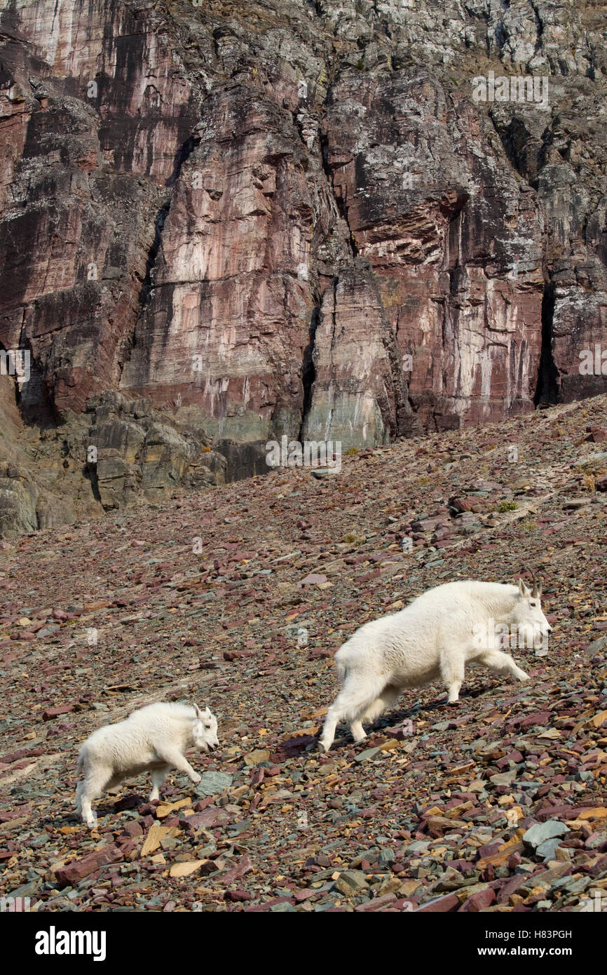 Mountain Goat (Oreamnos americanus) mother and kid climbing rocky ridge ...