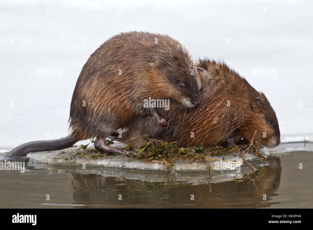 Muskrat (Ondatra zibethicus) pair mating on ice floe, western Montana ...