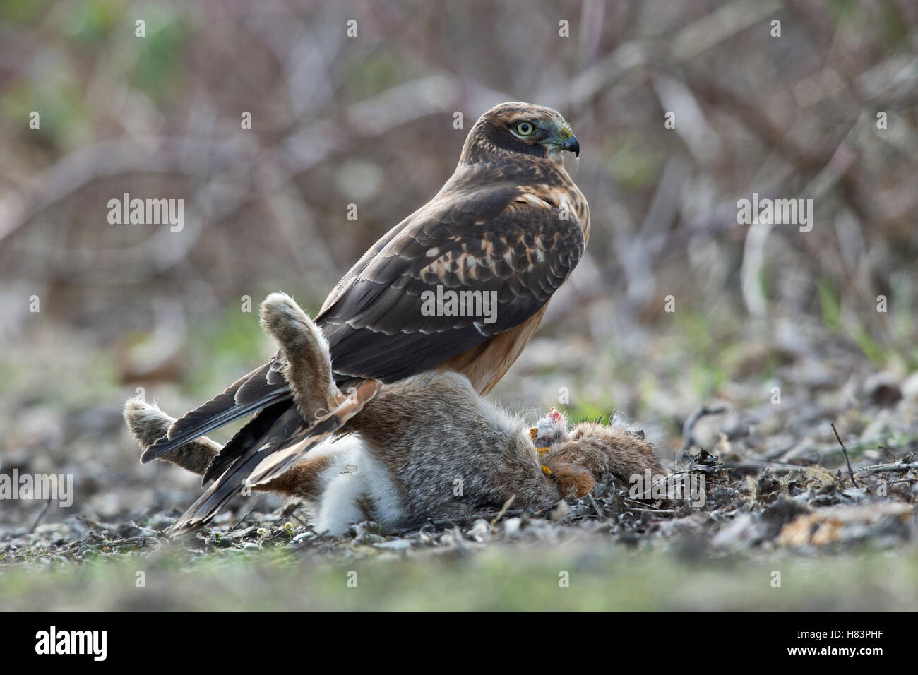 Northern Harrier (Circus cyaneus) female with Eastern Cottontail Rabbit ...