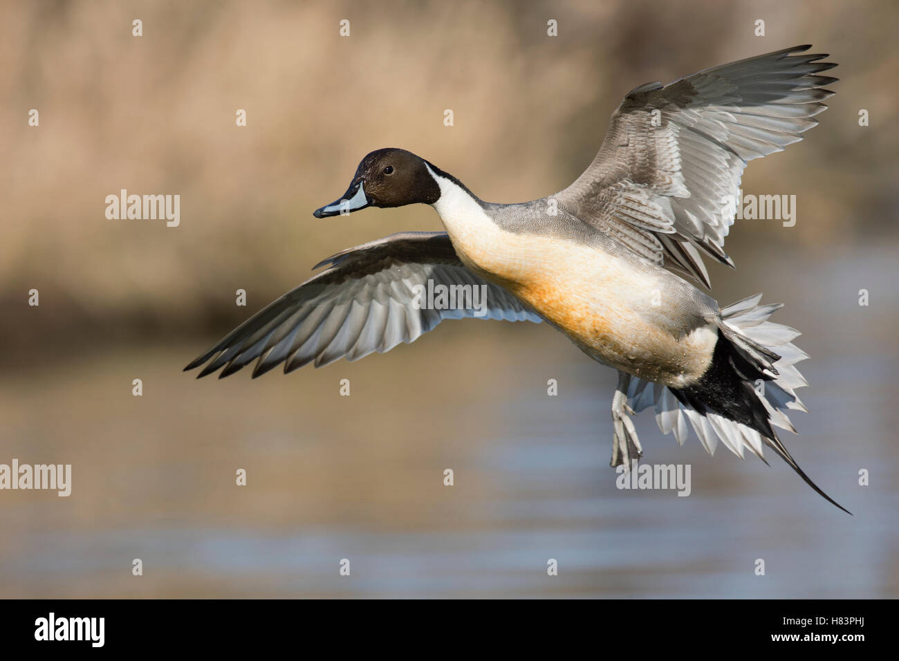 Northern Pintail (Anas acuta) drake flying, central Montana Stock Photo ...