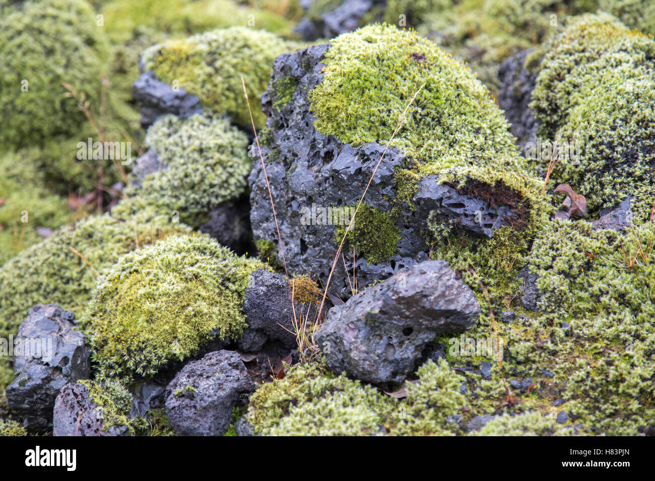 Wooly moss hi-res stock photography and images - Alamy