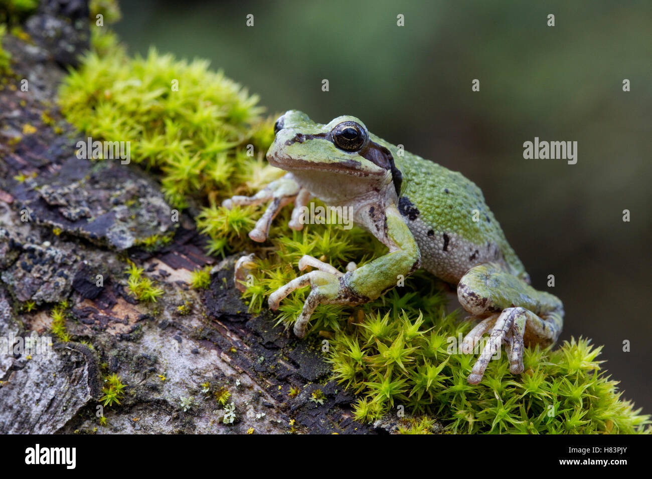 Pacific Tree Frog (Hyla regilla), northwestern Montana Stock Photo - Alamy