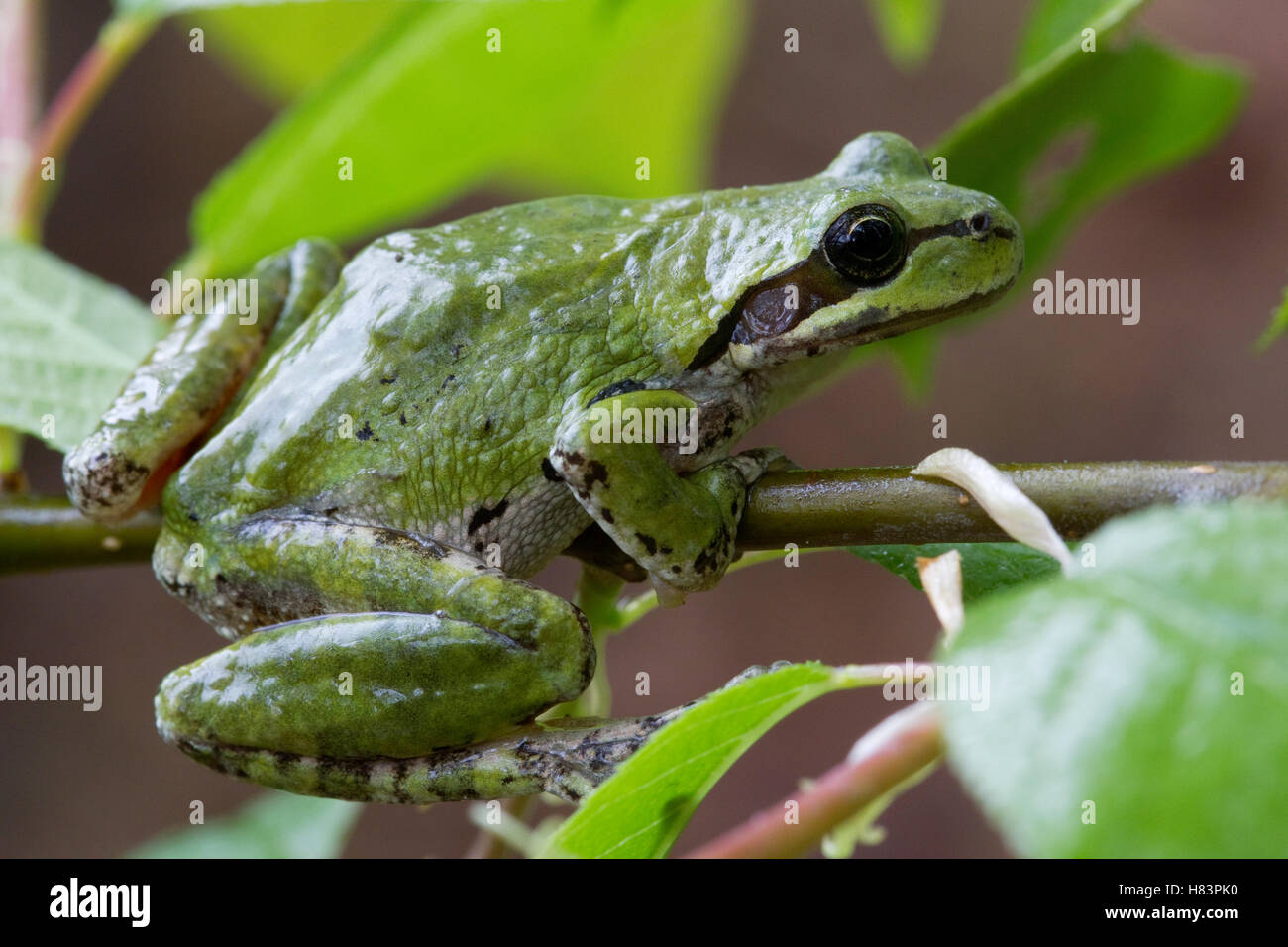 Pacific Tree Frog (Hyla regilla), northwestern Montana Stock Photo - Alamy