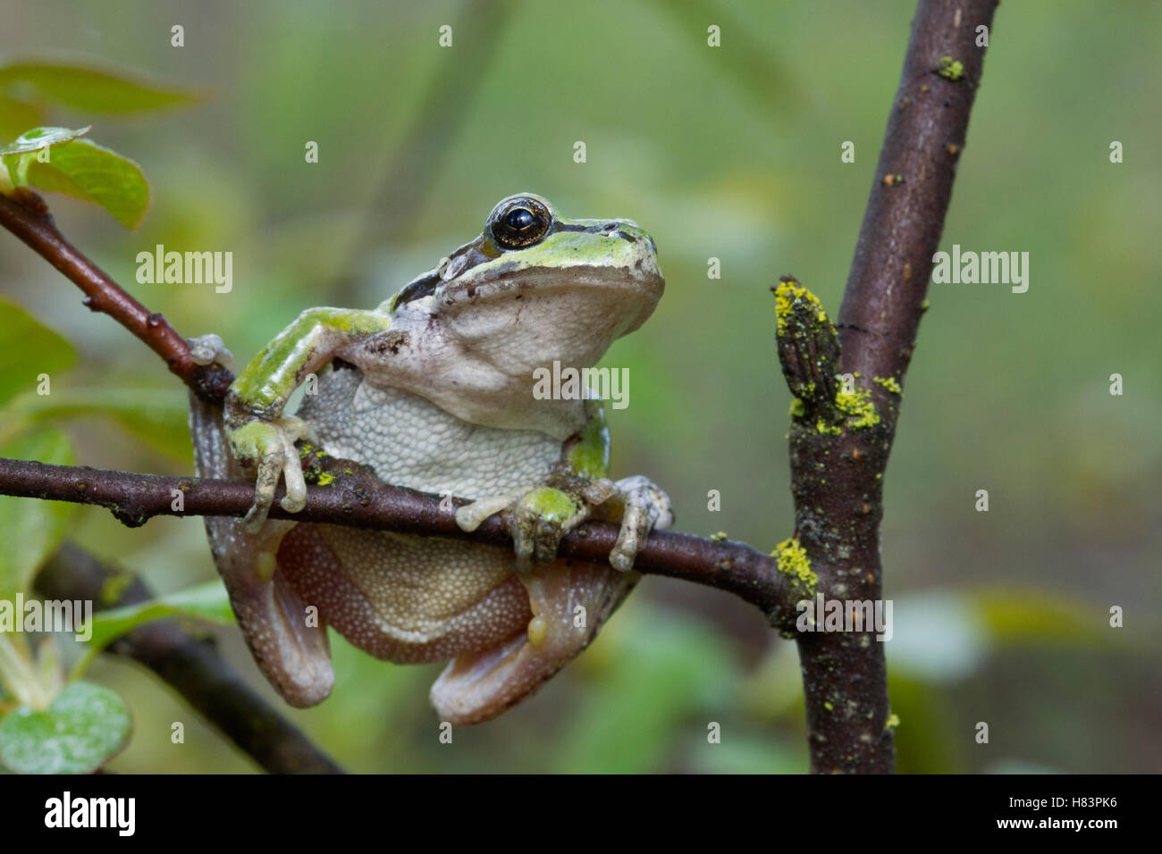Pacific Tree Frog (Hyla regilla), northwestern Montana Stock Photo - Alamy