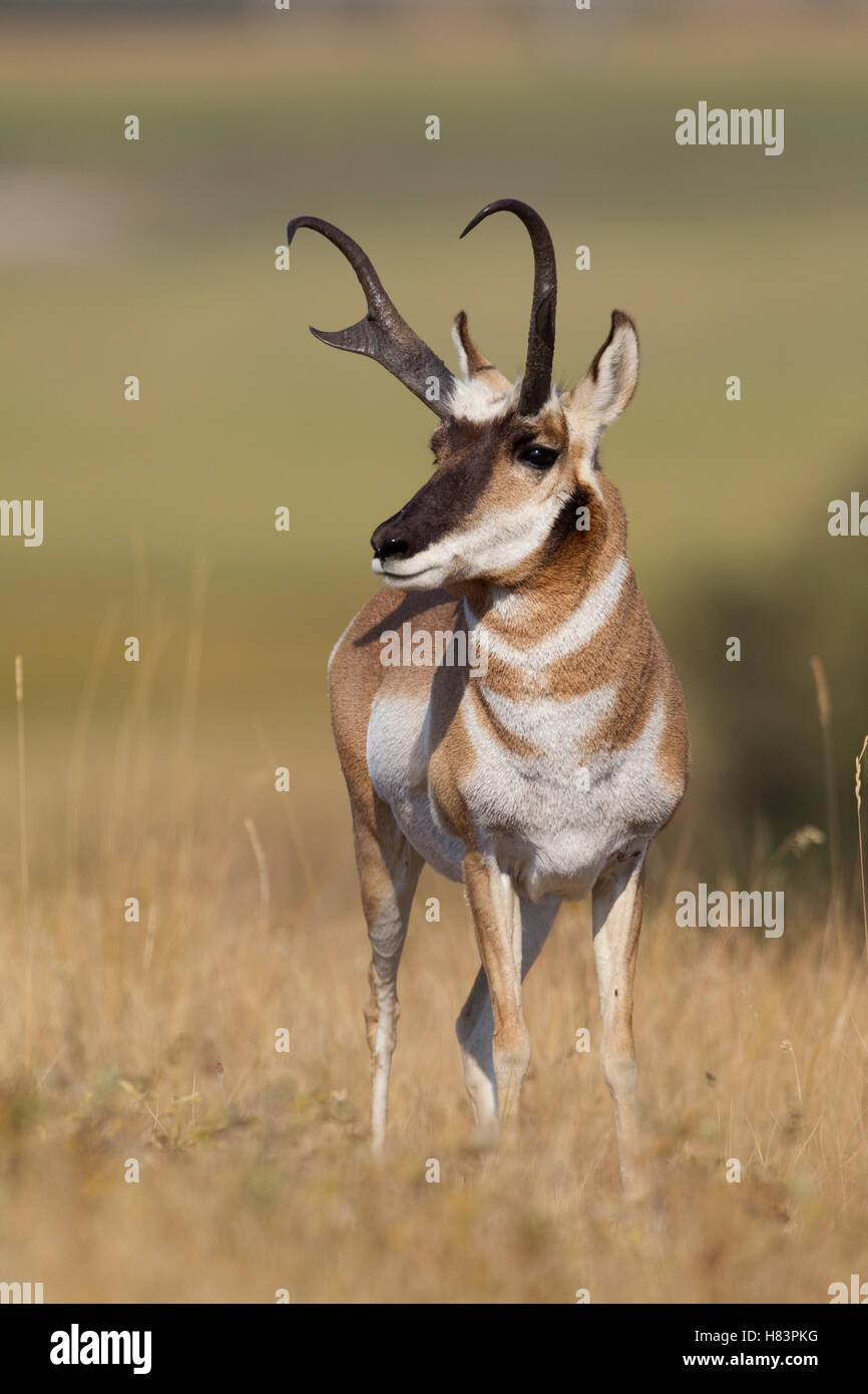 Pronghorn Antelope (Antilocapra americana) male, western Montana Stock ...