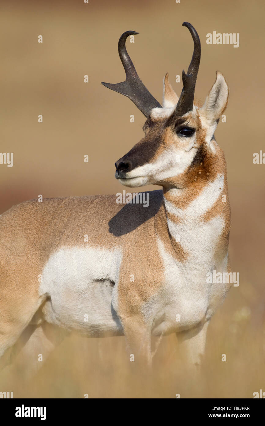 Pronghorn Antelope (Antilocapra americana) male, western Montana Stock ...