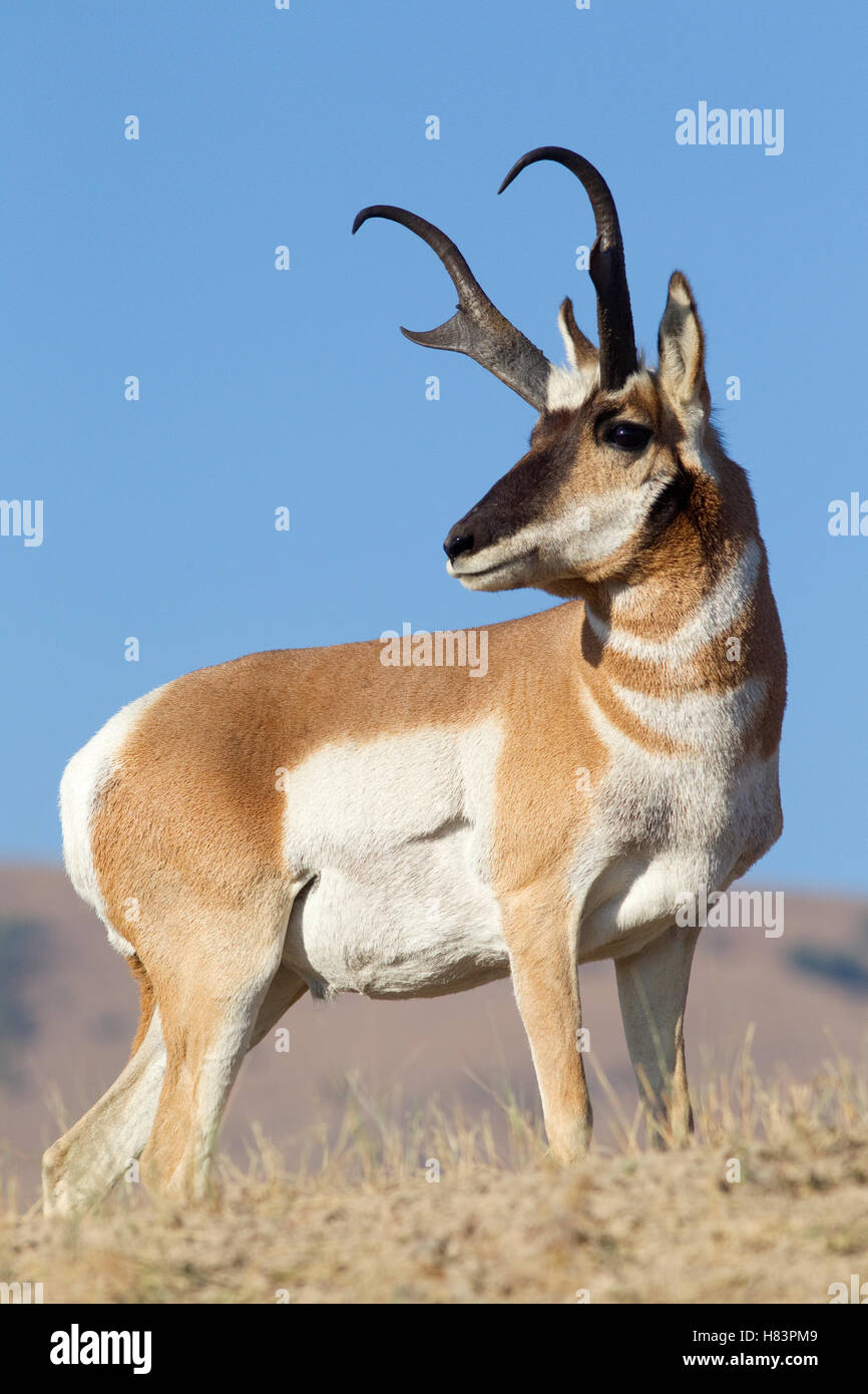 Pronghorn Antelope (Antilocapra americana) male, western Montana Stock ...