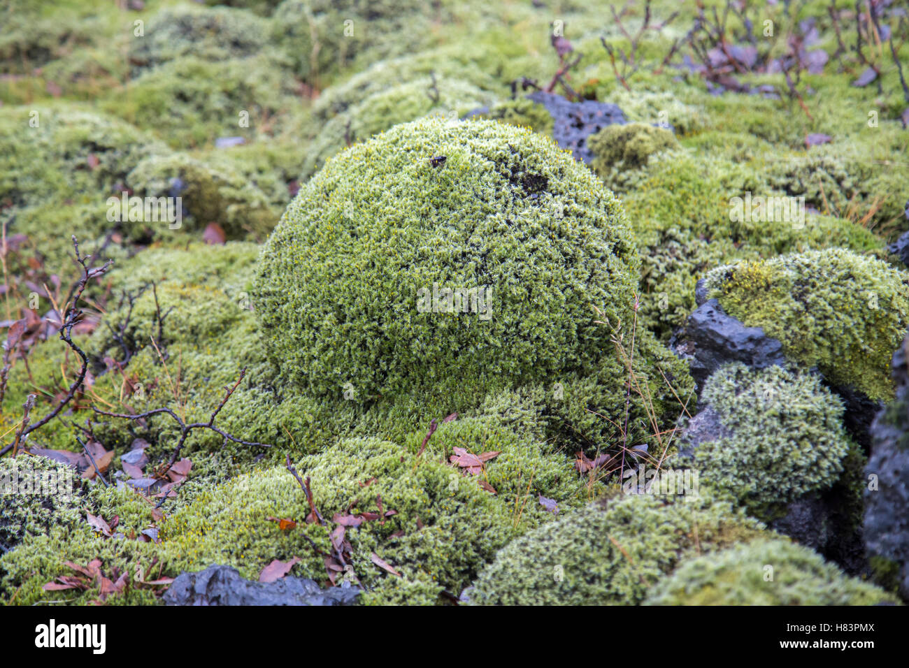 Lava rock with plant hi-res stock photography and images - Alamy